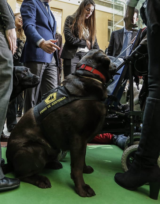 TERAPIA ASISTIDA CON PERROS